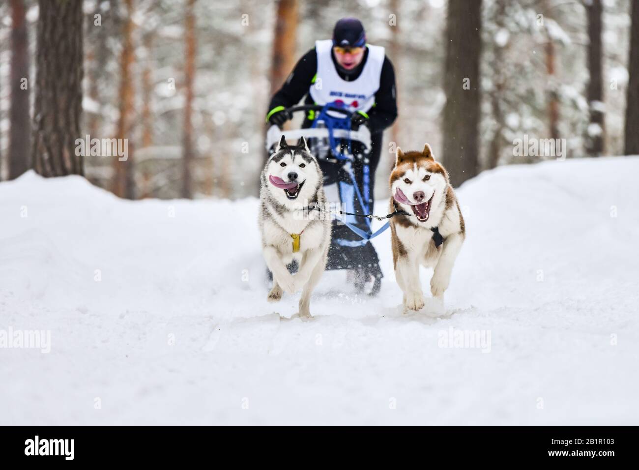 Siberian husky sled dog racing. Mushing winter competition. Husky sled ...