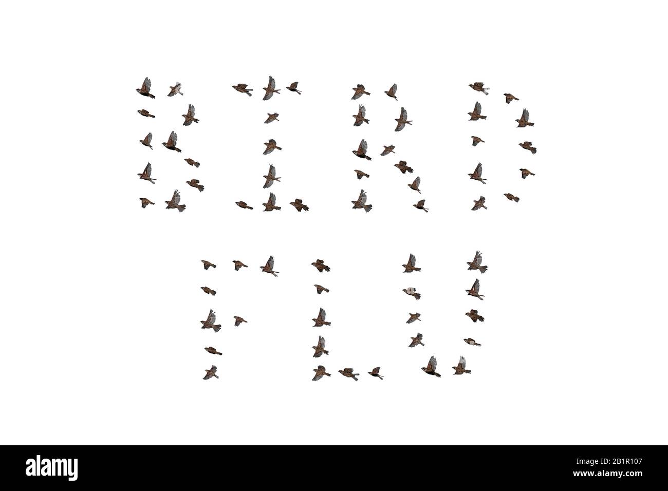 Sparrow flock flying in sky, isolated, bird flu or avian influenza ...