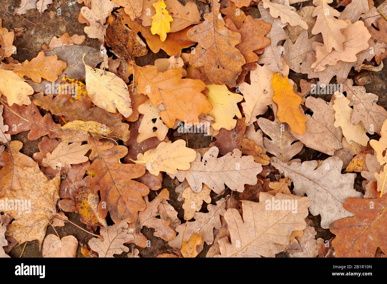 Autumn leaves, top view. Colorful fallen foliage. Design background ...