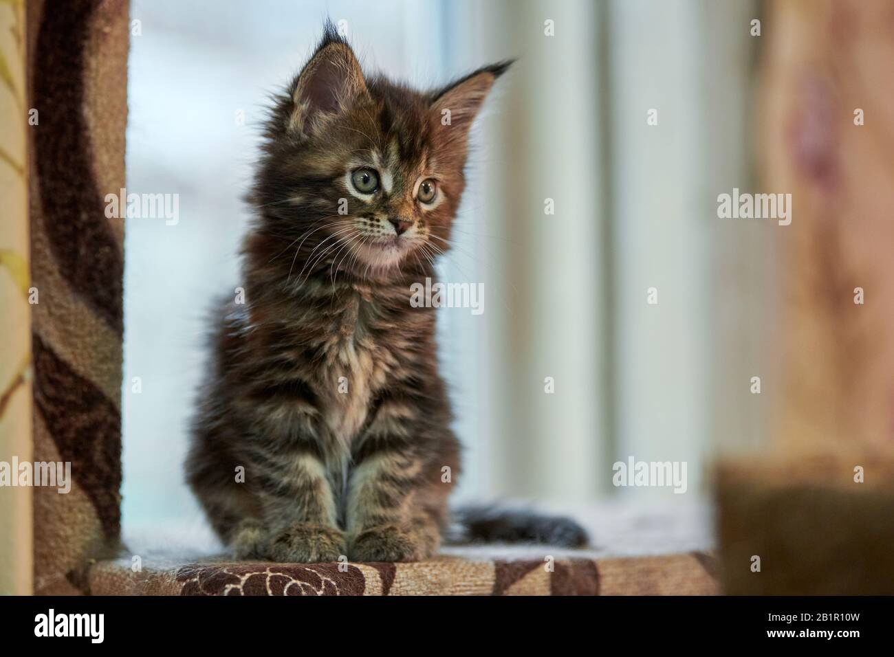 Maine coon tortoiseshell kitten. Cute shorthair purebred cat sitting. Tortie hair attractive ...