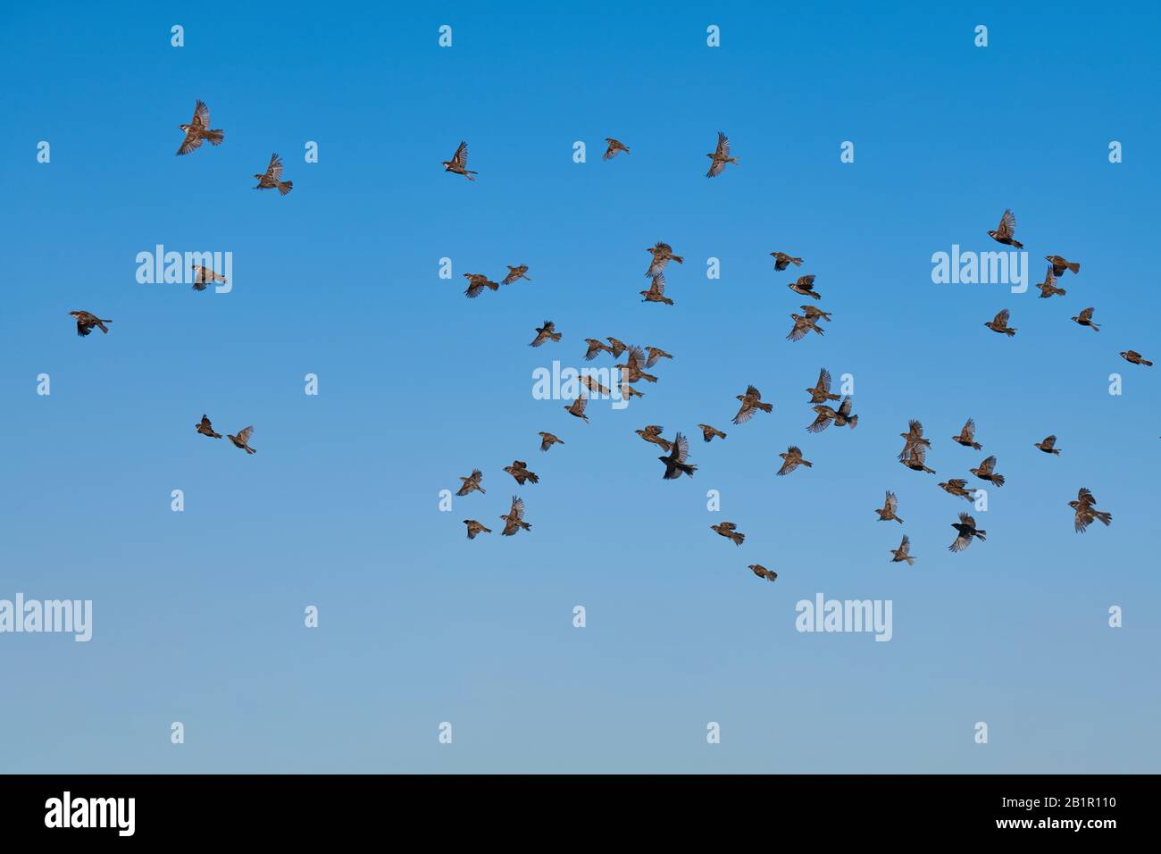 Small Birds Flying