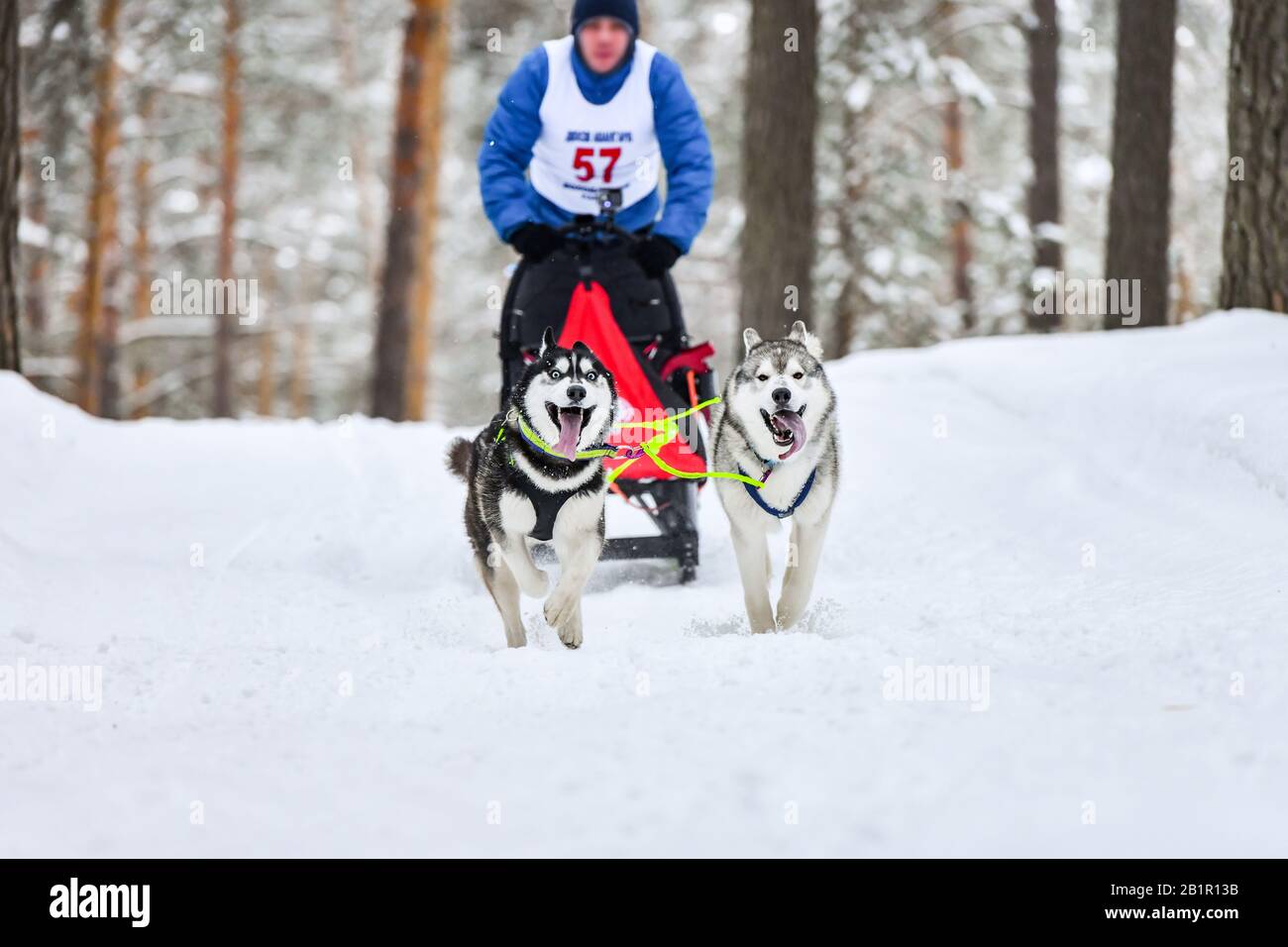 Siberian husky sled dog racing. Mushing winter competition. Husky sled ...