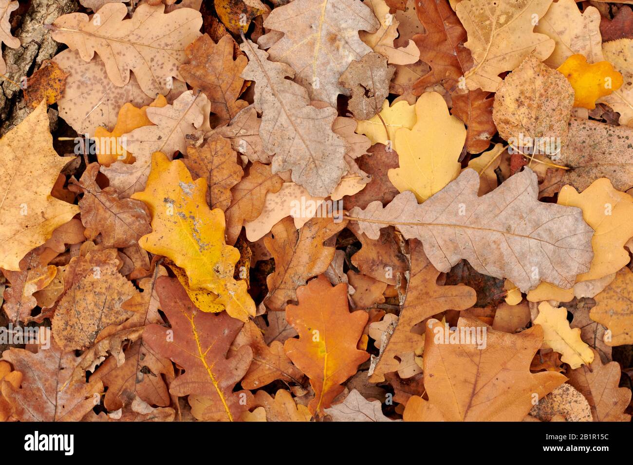 Autumn leaves, top view. Colorful fallen foliage. Design background ...