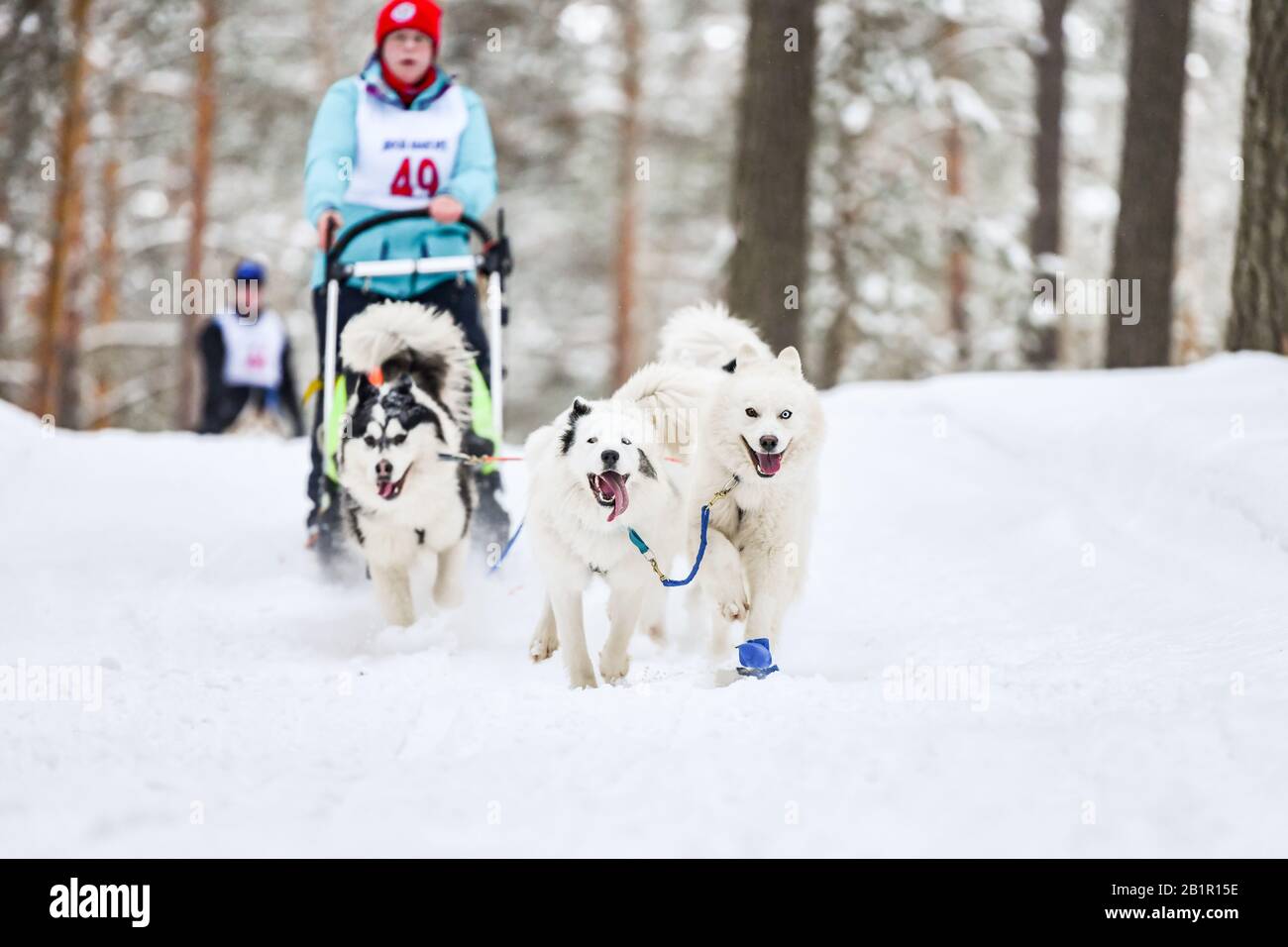 Samoyed sled dog racing. Mushing winter competition. Samoyed sled dogs ...