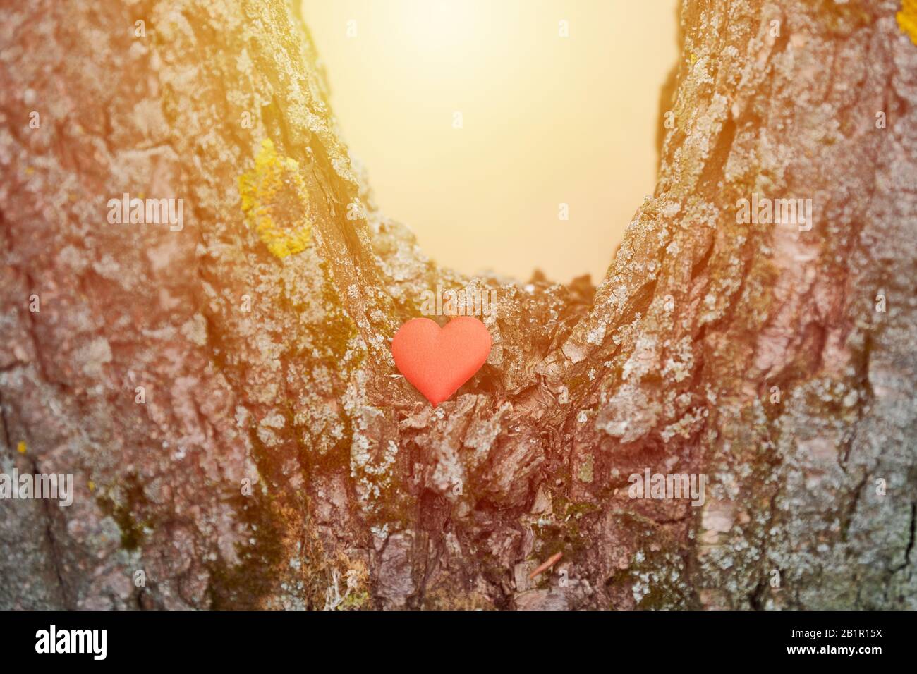 Heart on tree. Environment protection symbol, copy space. Arboriculture ...