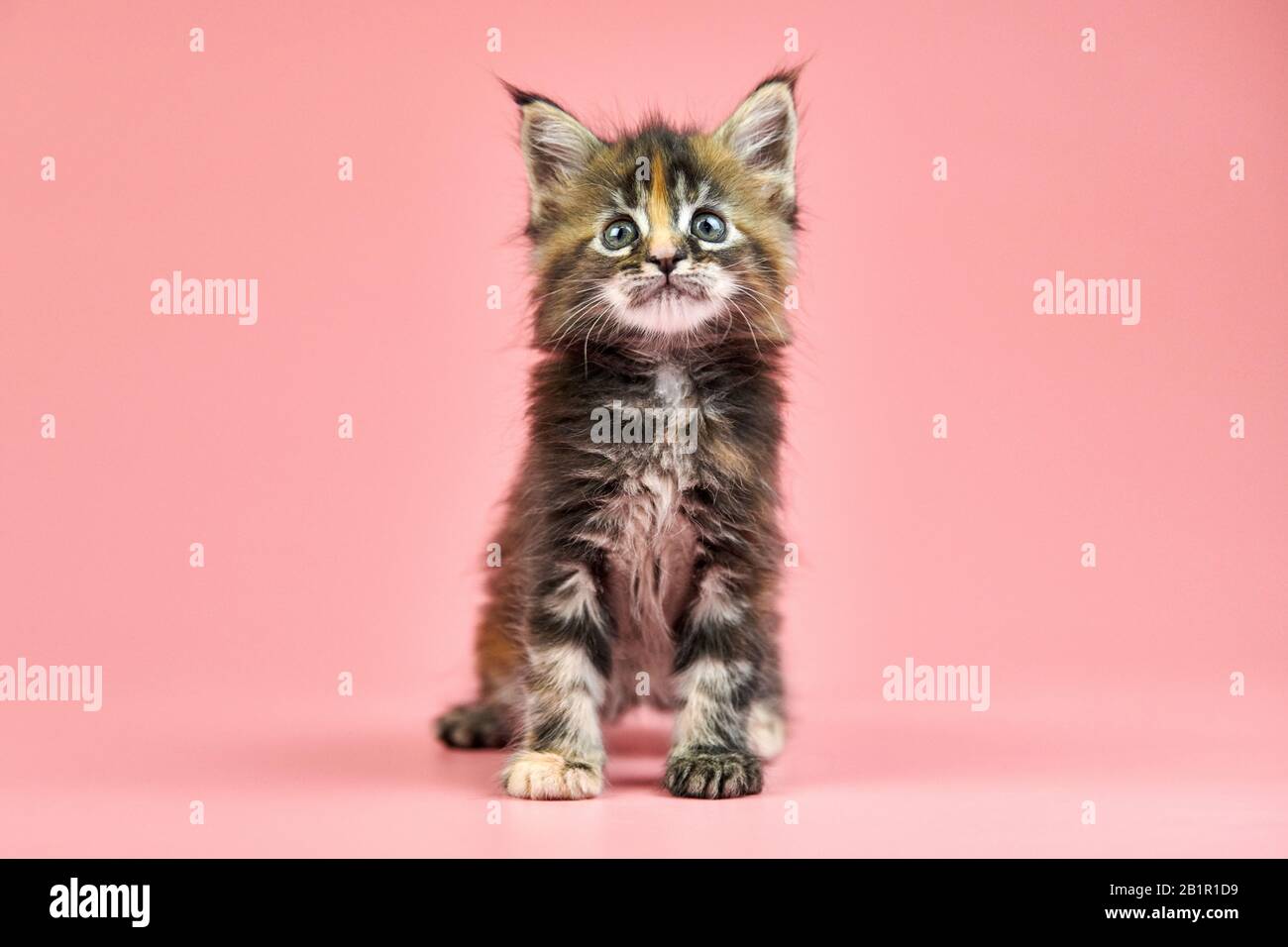 Maine coon tortoiseshell kitten, copy space. Cute shorthair purebred ...