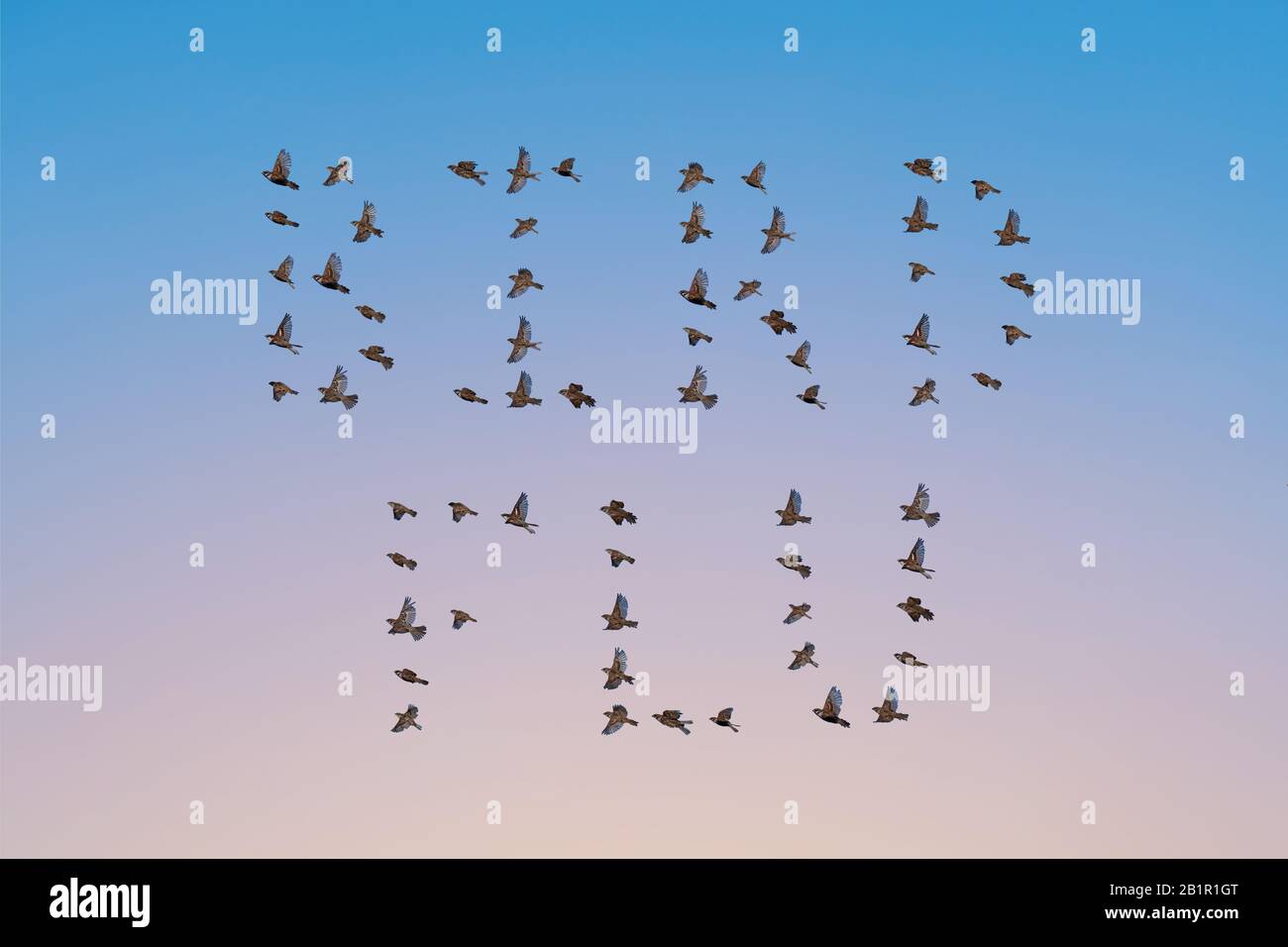 Sparrow flock flying in sky, bird flu or avian influenza concept. Group ...