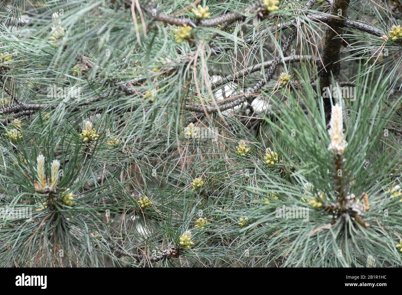 Immature pine cones hi-res stock photography and images - Alamy