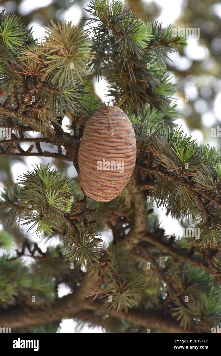 Round cones on a curved branch with short and thin needles Stock Photo ...