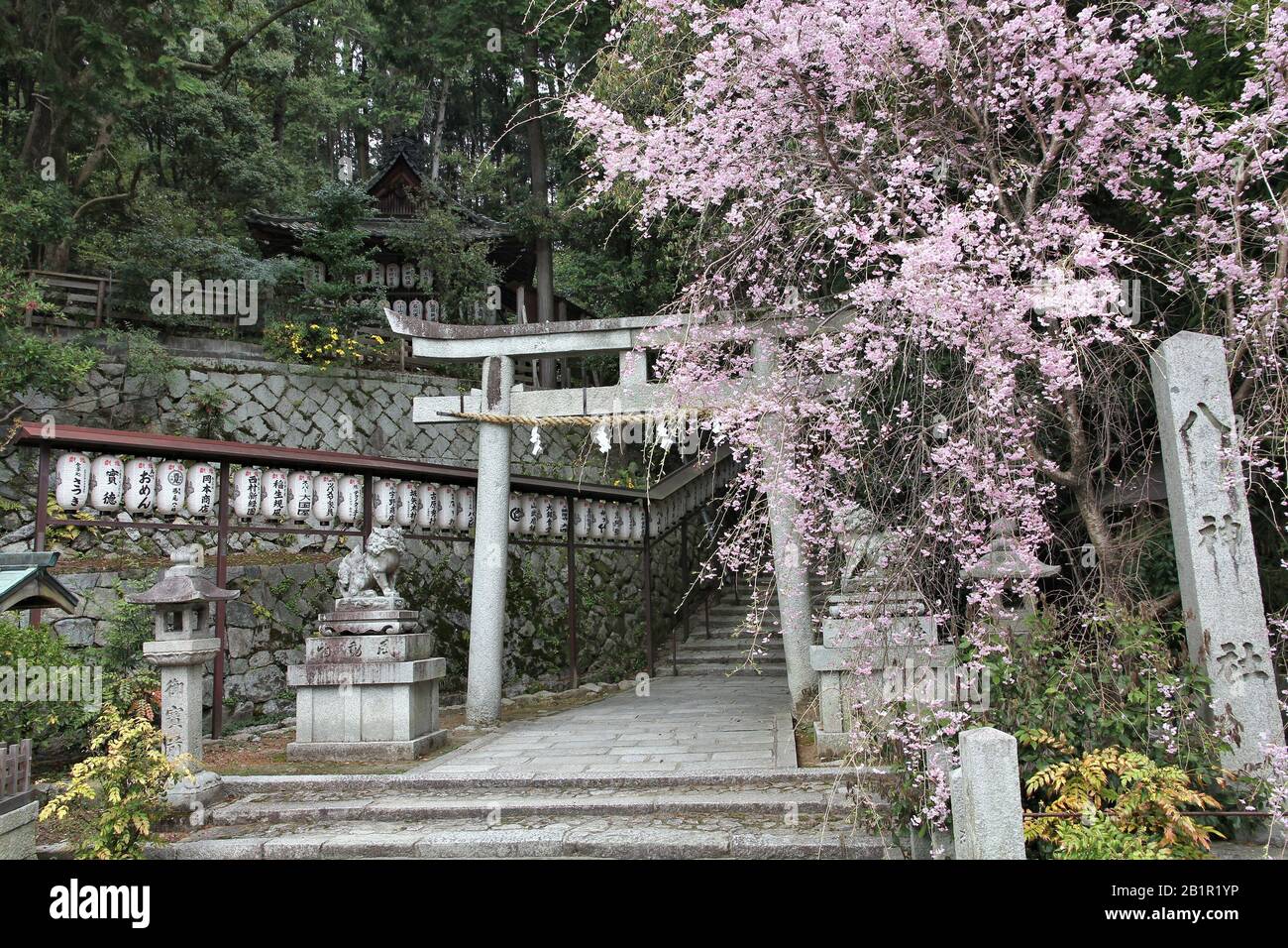 KYOTO, JAPAN - APRIL 16, 2012: Hachi Shrine with cherry blossoms in ...