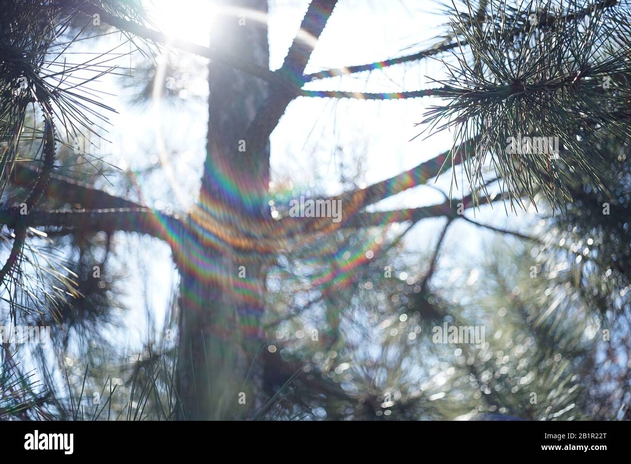 pine tree branches closeup wit spectrum of rays in sky Stock Photo - Alamy