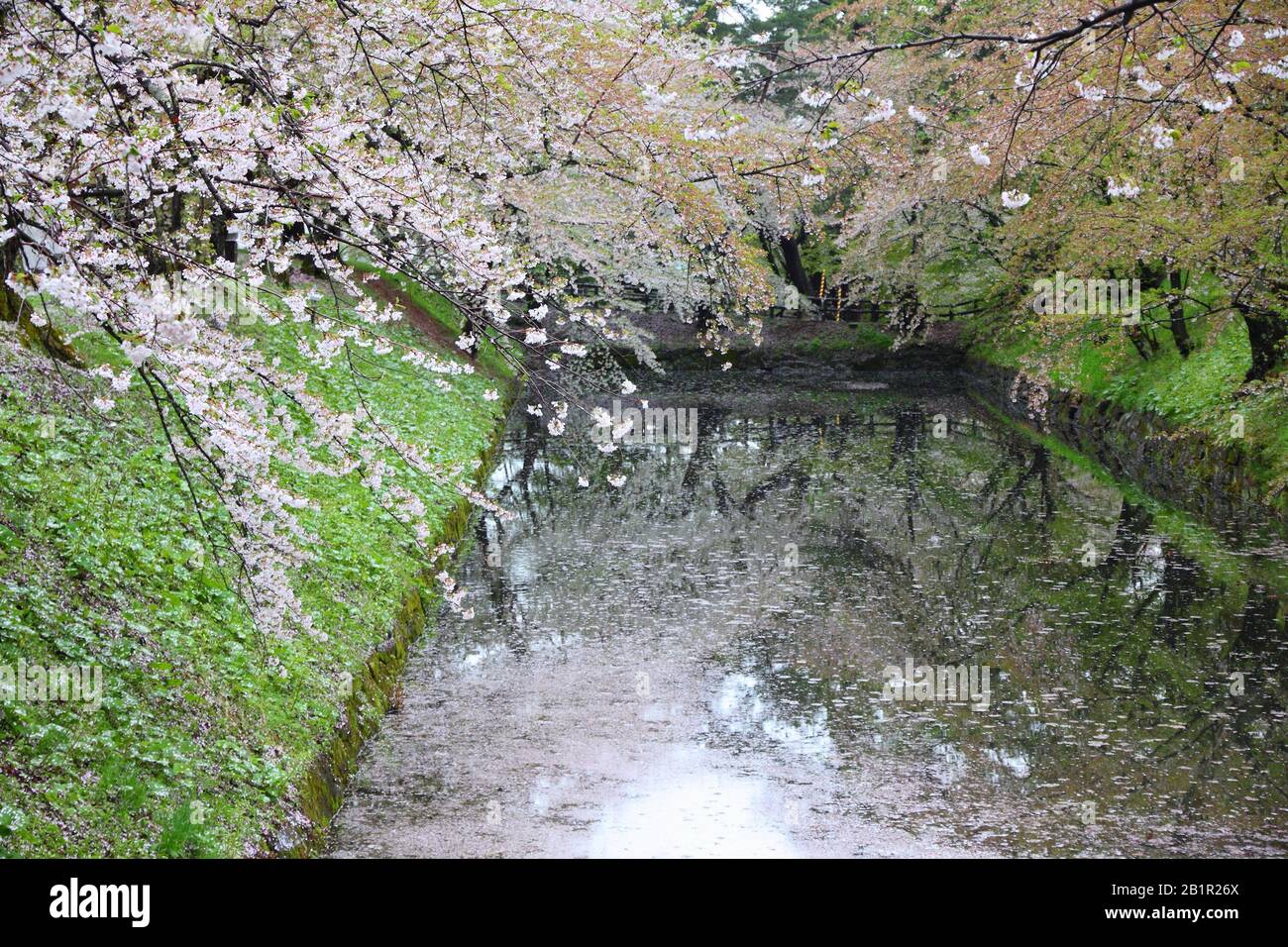 Japan sakura - fallen cherry blossom petals floating in a pond in ...