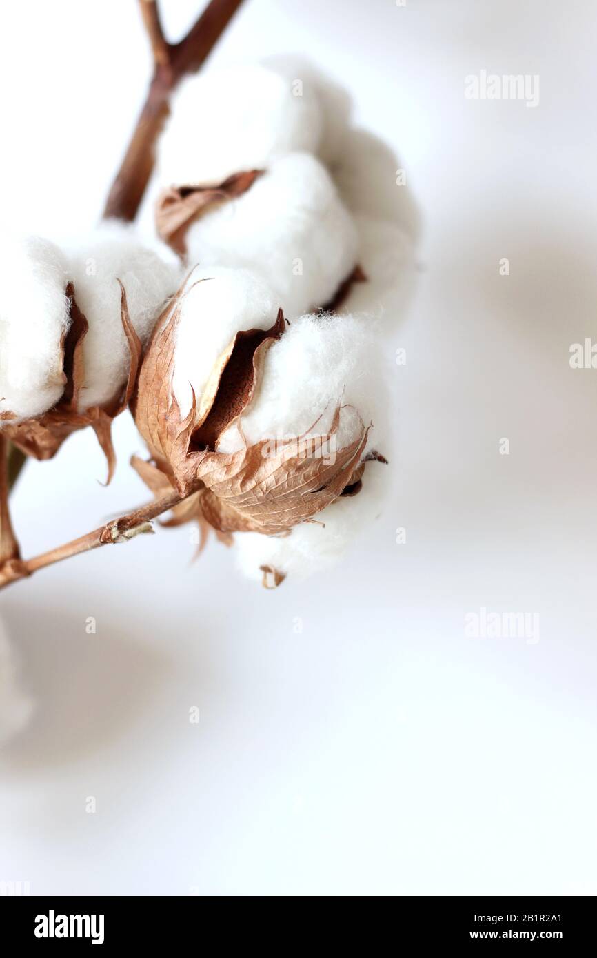 Dried cotton flower hi-res stock photography and images - Alamy