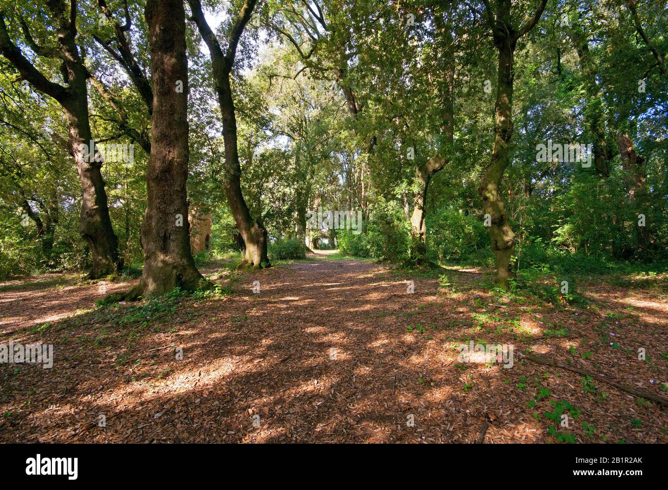 Sacred oak hi-res stock photography and images - Alamy