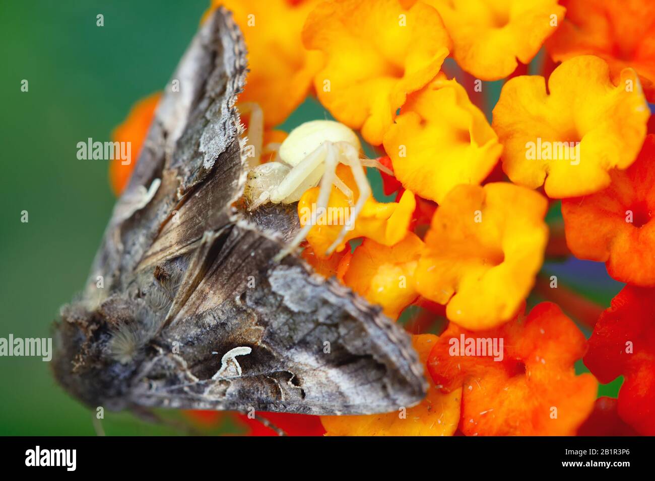 Crab spider Misumena Vatia eating large moth on a Lantana flower Stock ...