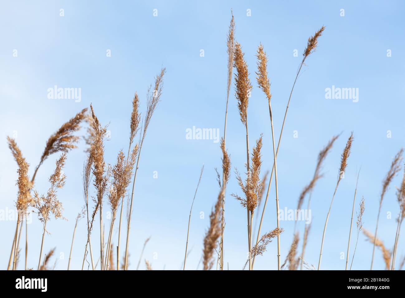 Dry coastal reed under blue sky, natural photo background with soft ...