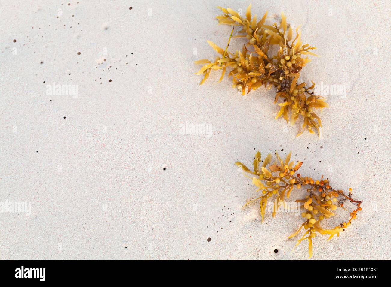 Yellow seaweed branches lay on wet white sand at the beach, top view ...