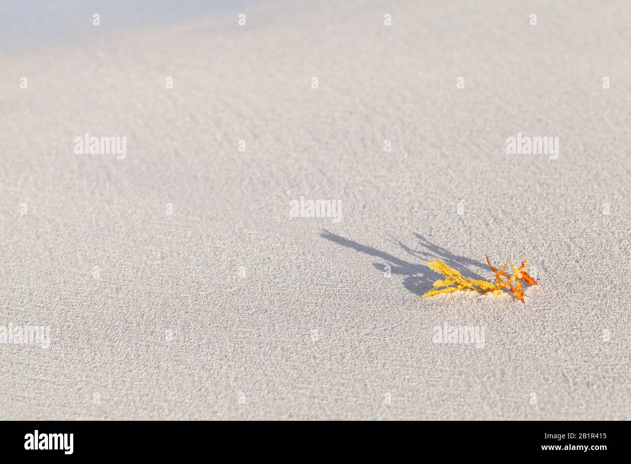 Small seaweed branch lays on wet white coastal sand at the beach Stock ...