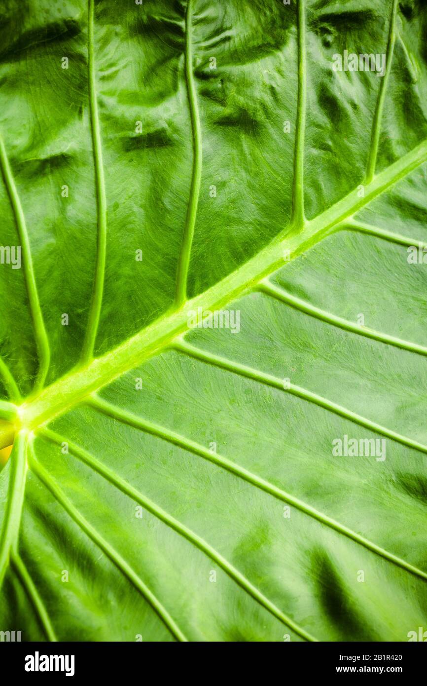 Tropical plant, fresh green leaf background. Close up vertical photo ...