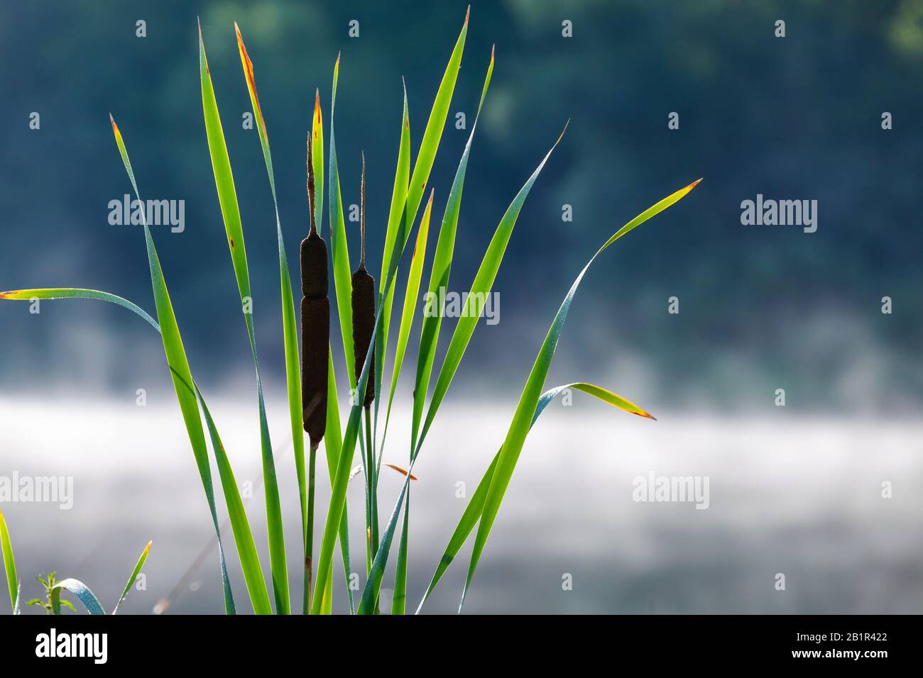 Bulrush leaf hi-res stock photography and images - Alamy