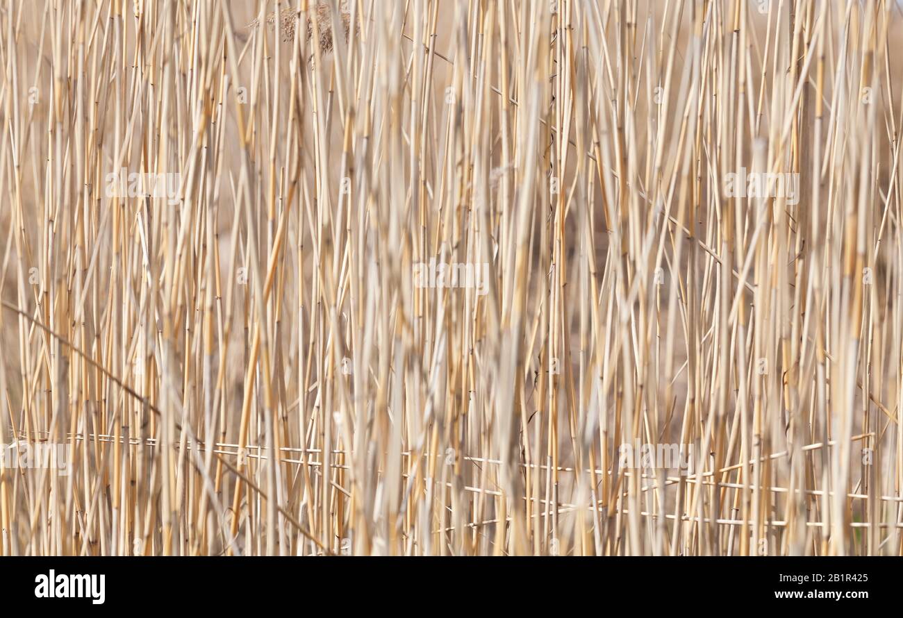 Abstract natural background photo pattern of dry coastal reed stems at ...