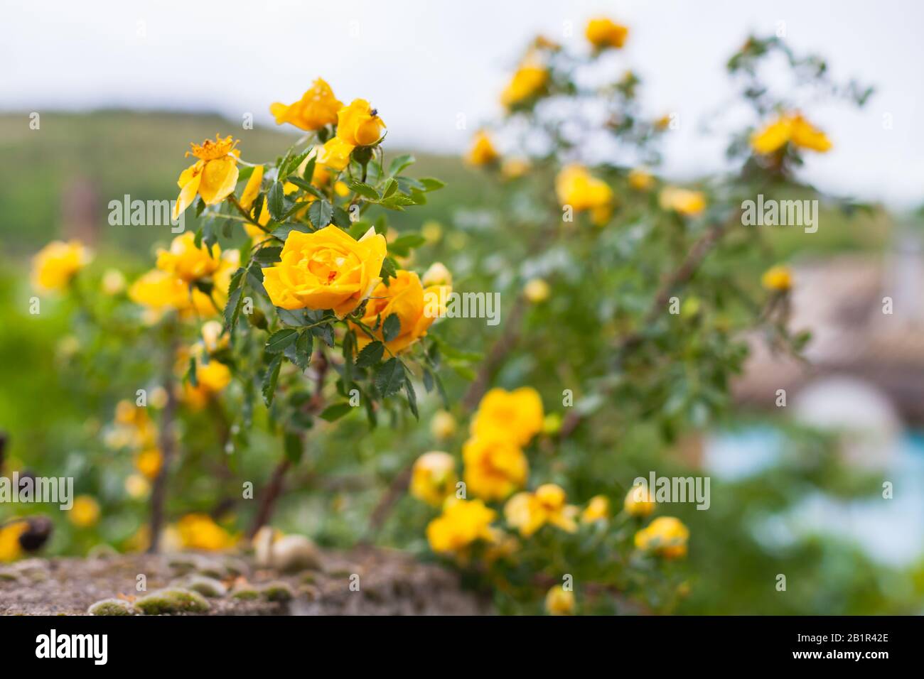 Soft yellow roses hi-res stock photography and images - Alamy