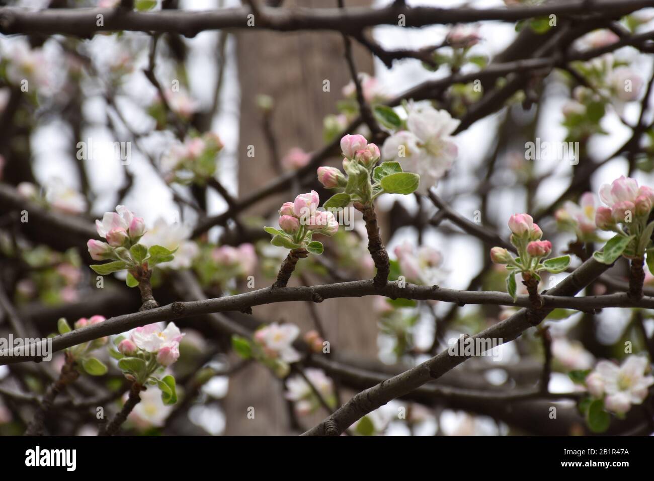 Small cherry tree fruit hi-res stock photography and images - Alamy