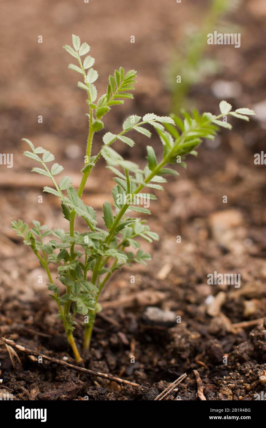 Chick pea plant growing in a greenhouse. View of the branching and the ...