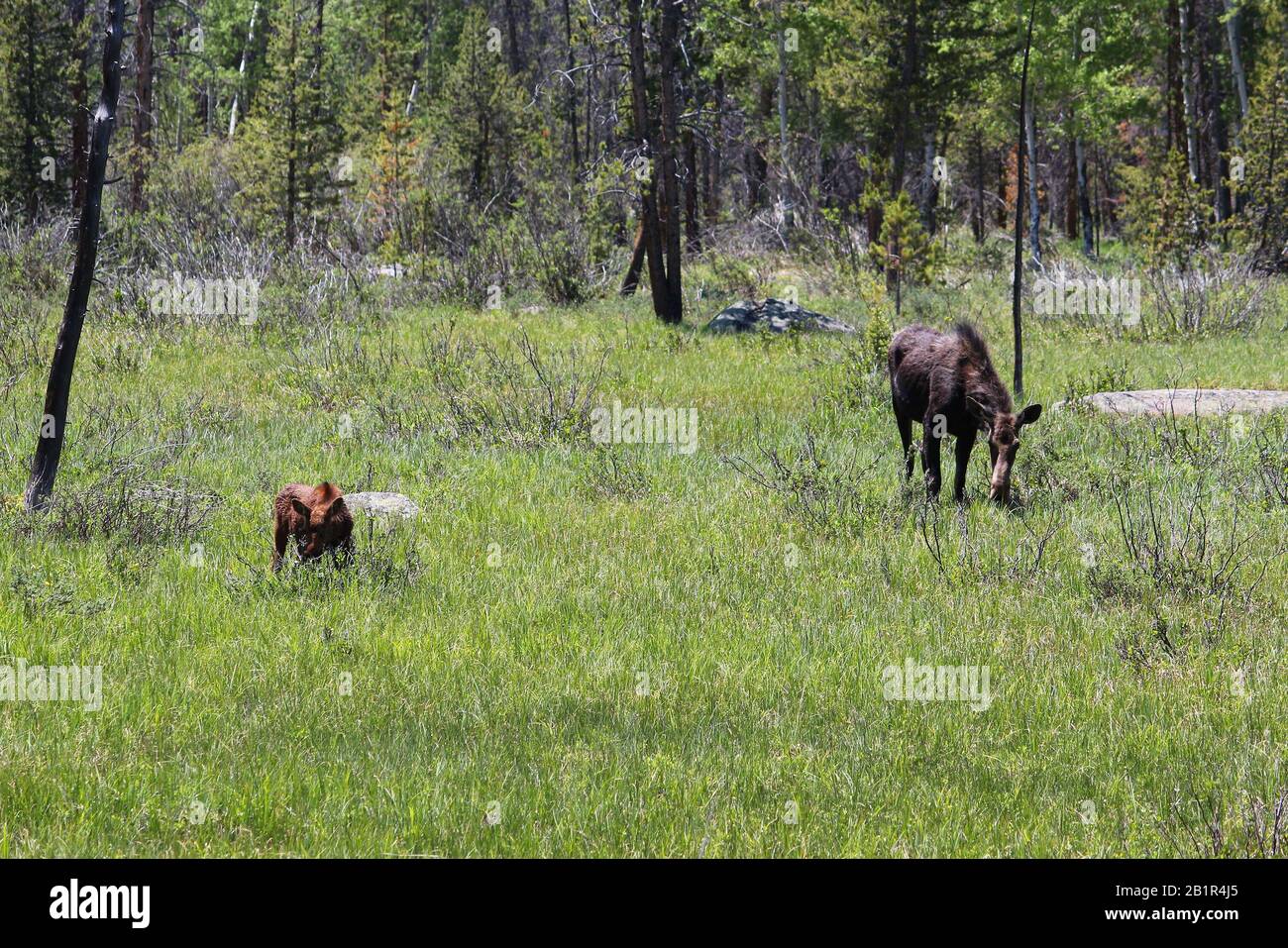 Wild animals - female moose with a calf in Rocky Mountains National ...