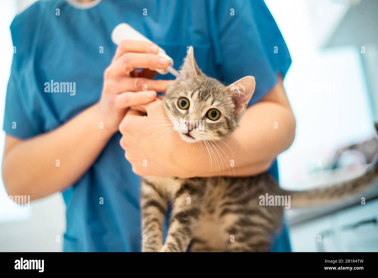 Female veterinarian doctor uses ear drops to treat a cat Stock Photo ...