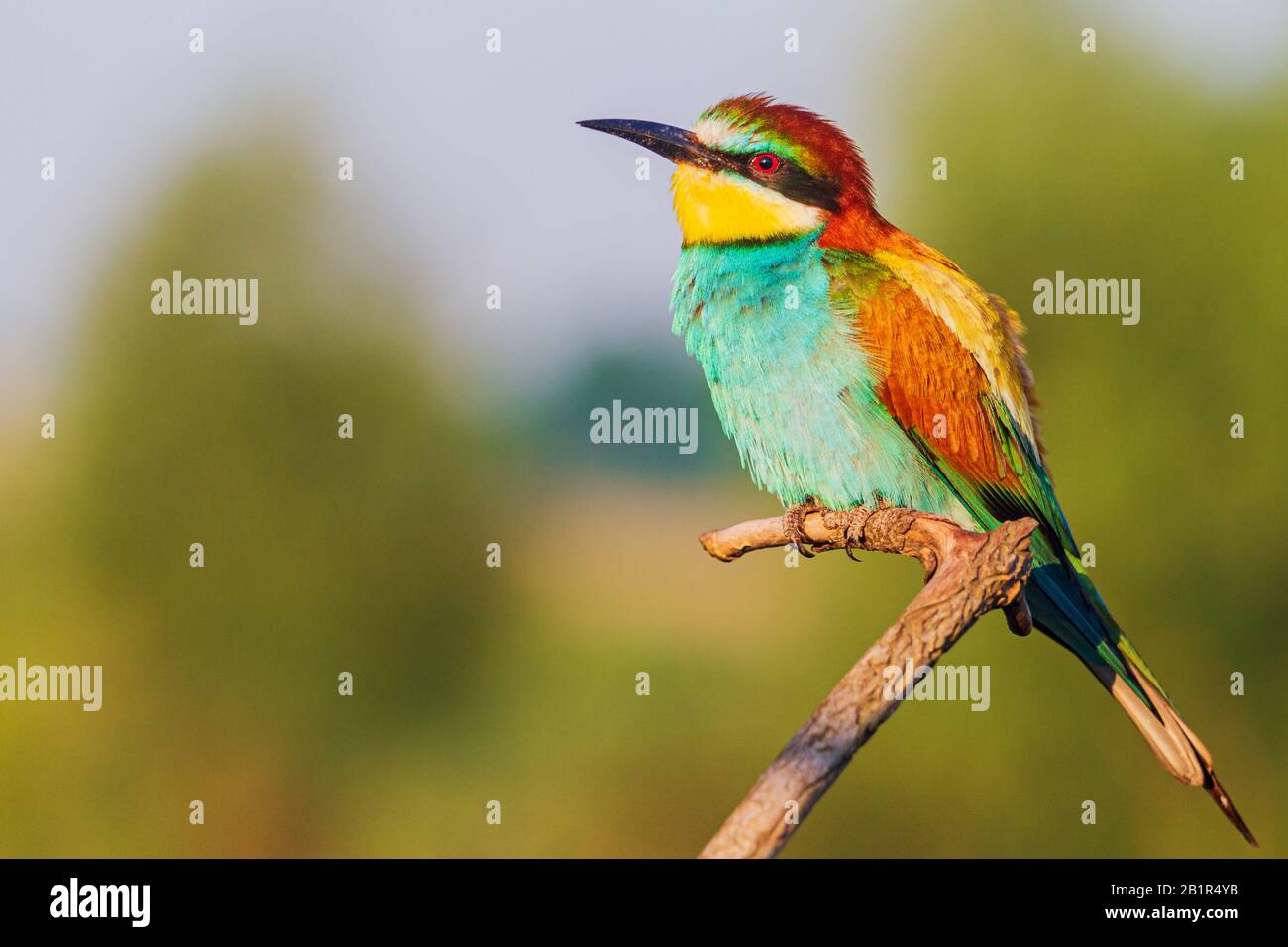 Beautiful native bird hi-res stock photography and images - Alamy