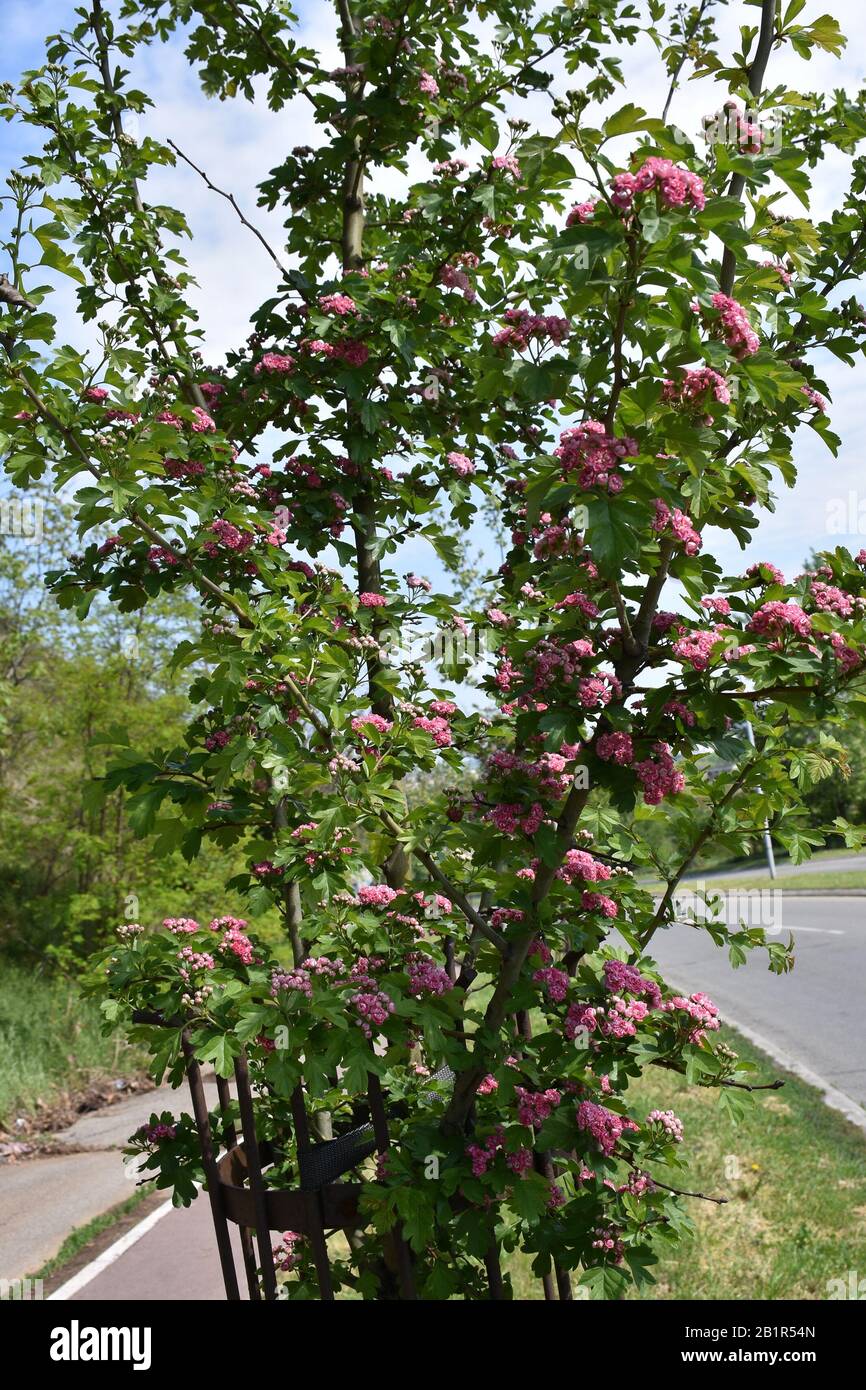 In the park next to the road is a hawthorn tree with pink flowers and ...