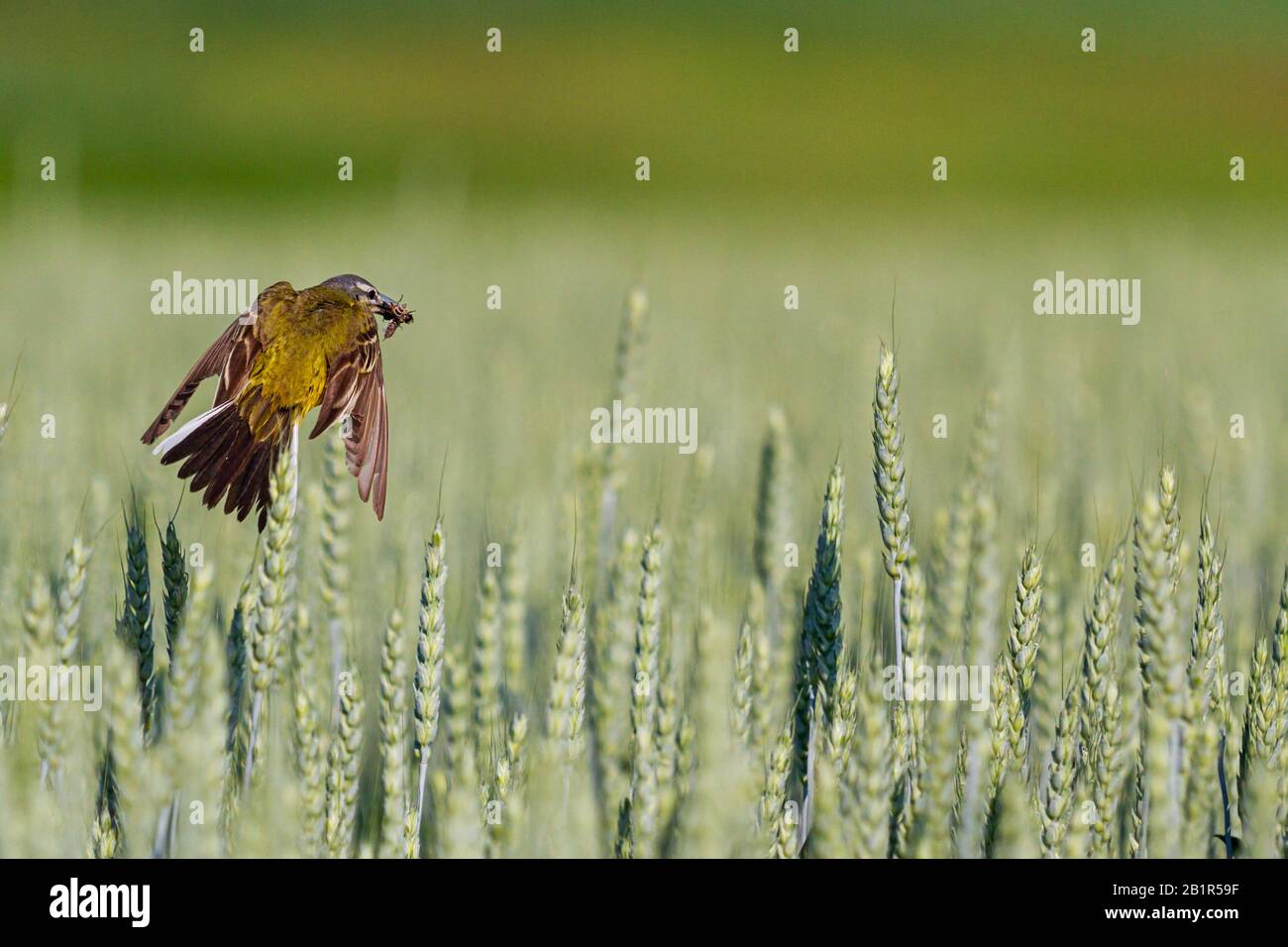 bird with insects in its beak flies among the wheat Stock Photo - Alamy