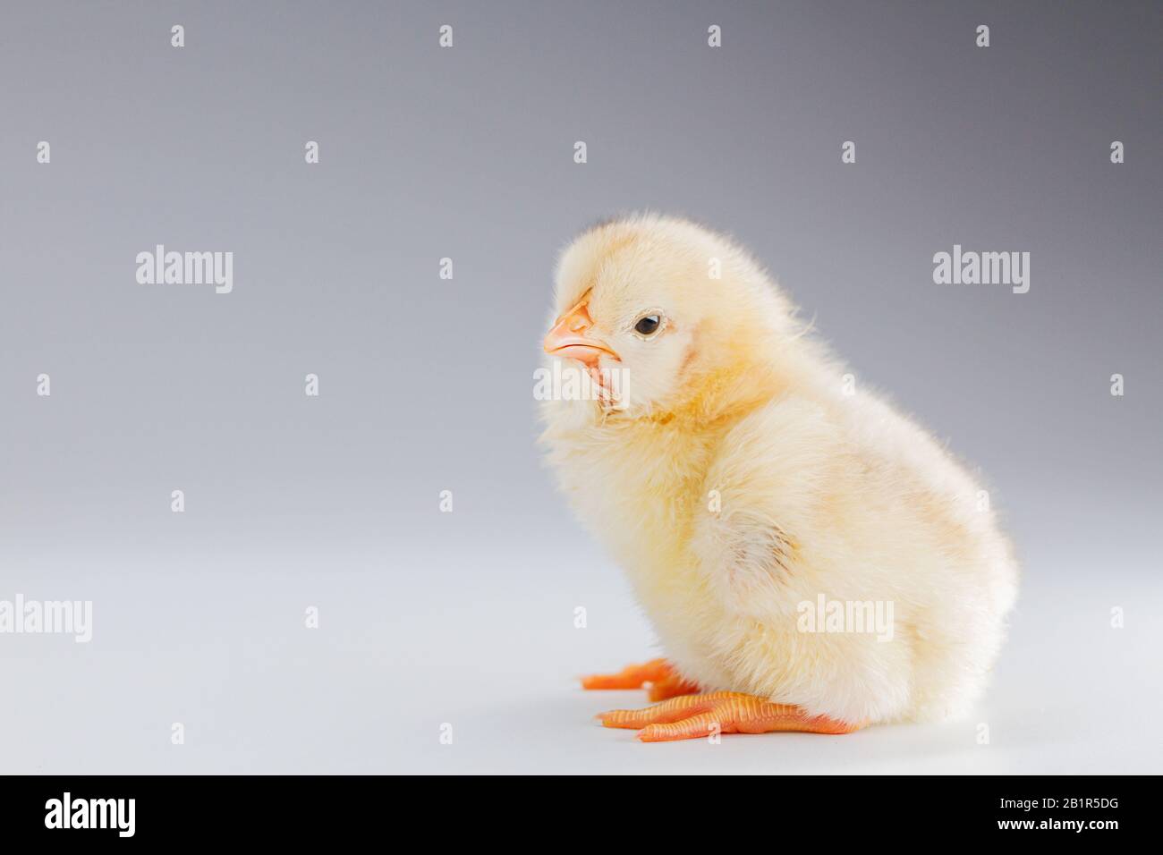fluffy white chicken on a white background Stock Photo - Alamy