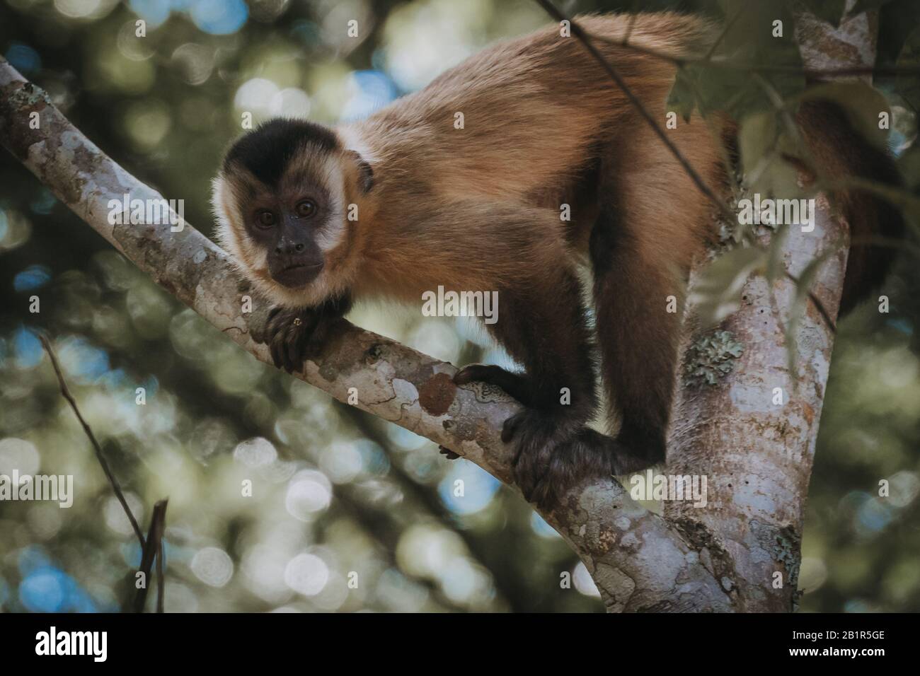 Curious capuchin monkey standing on a branch of a tree peering down ...
