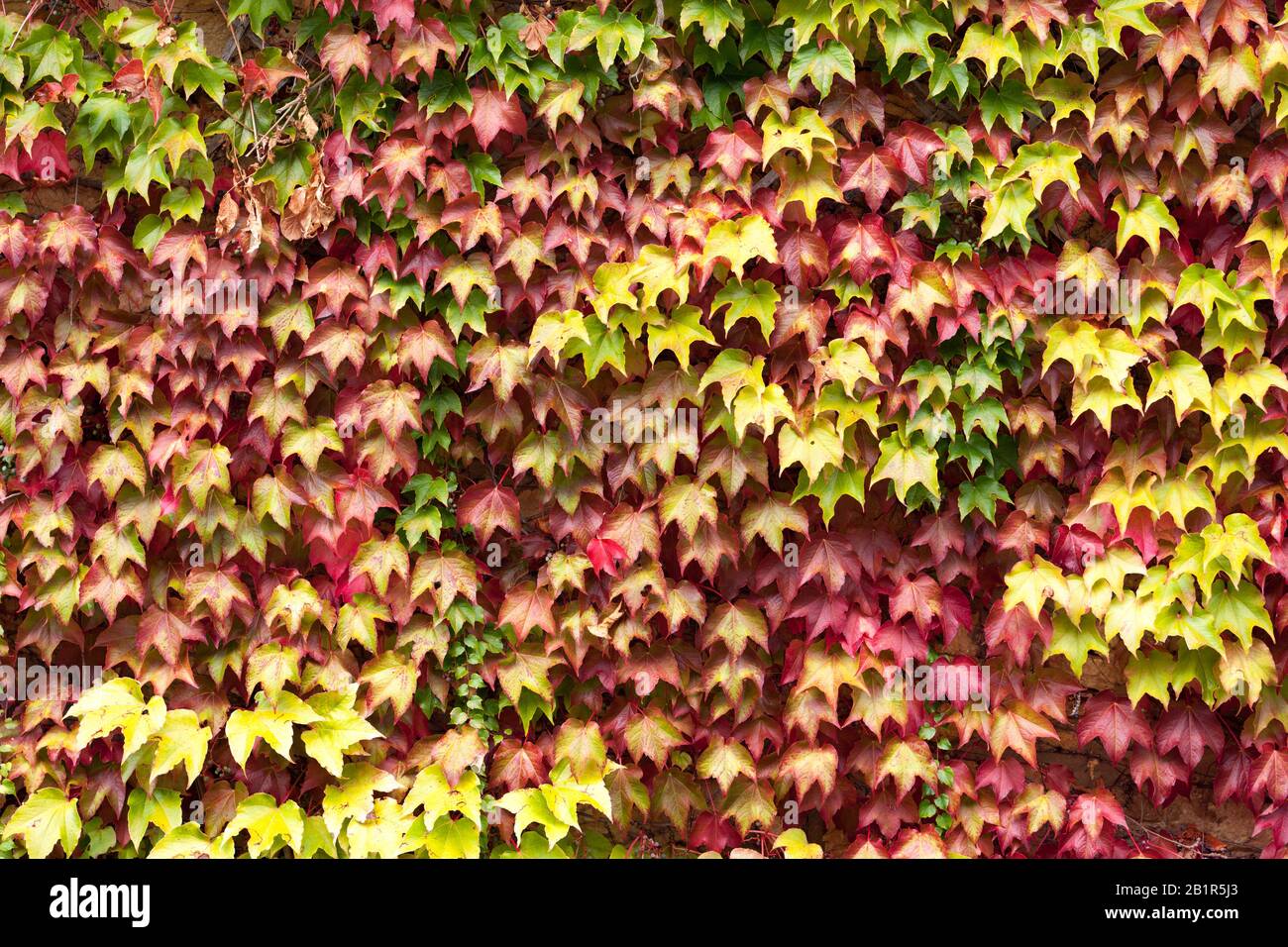 Orange ivy in fall hi-res stock photography and images - Alamy