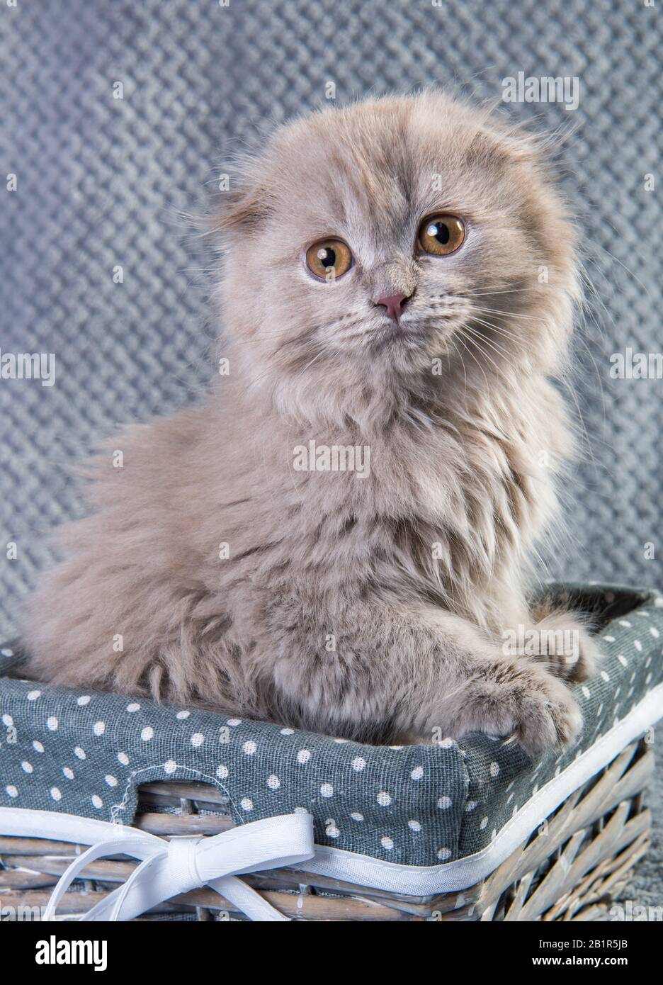 Scottish fold Highland fold kitten gray fluffy cat Stock Photo - Alamy