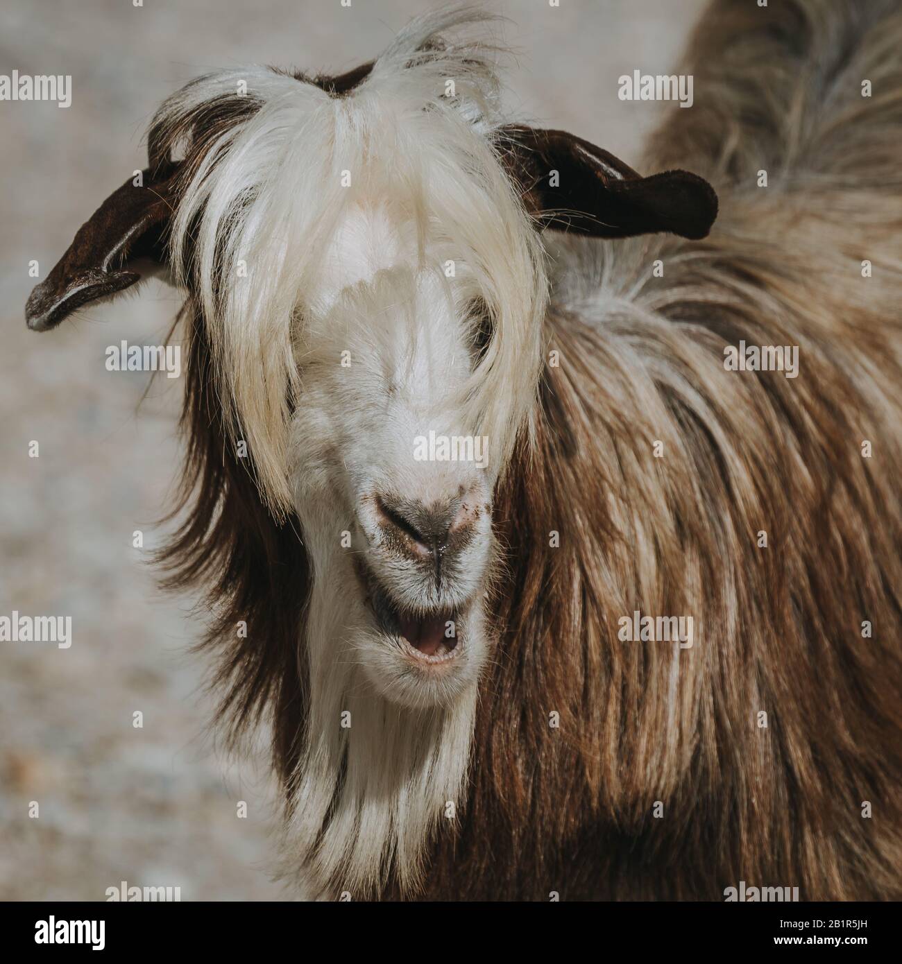 Cute goat with floppy ears and long silky hair peering at the camera ...