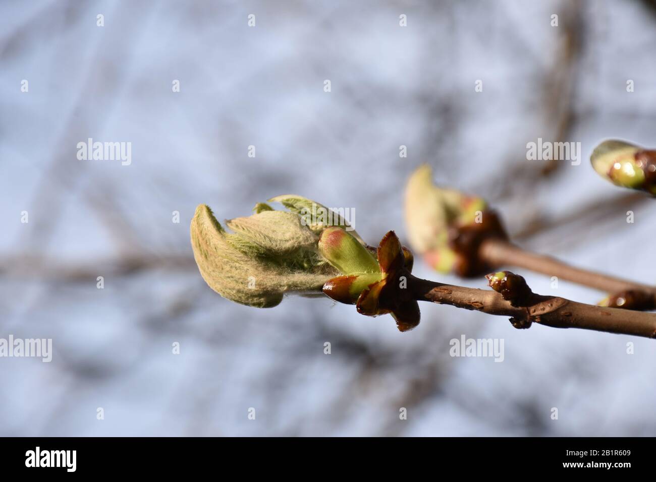 Chestnut Twig High Resolution Stock Photography and Images - Alamy