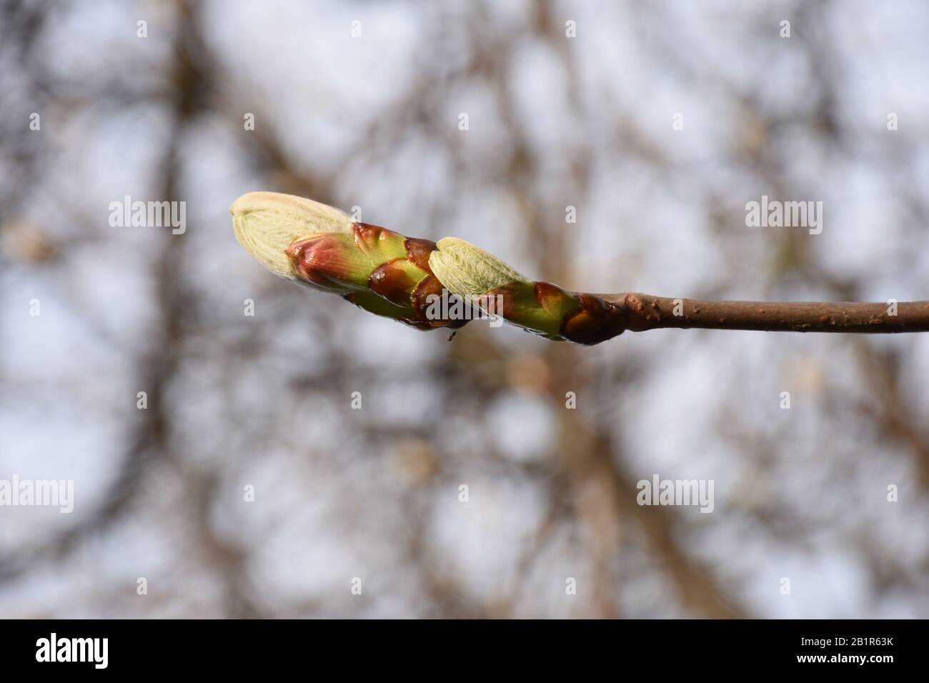 Chestnut Twig High Resolution Stock Photography and Images - Alamy