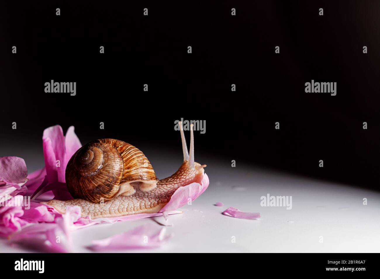 snail swimming on a petal with a white background in black Stock Photo ...