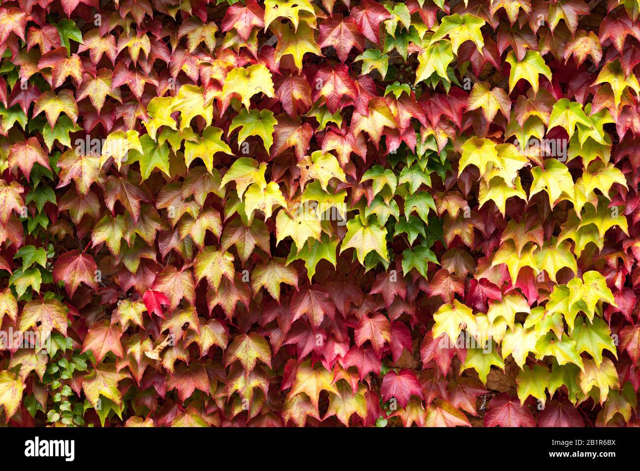 Autumn colourful ivey growing on a wall Stock Photo - Alamy