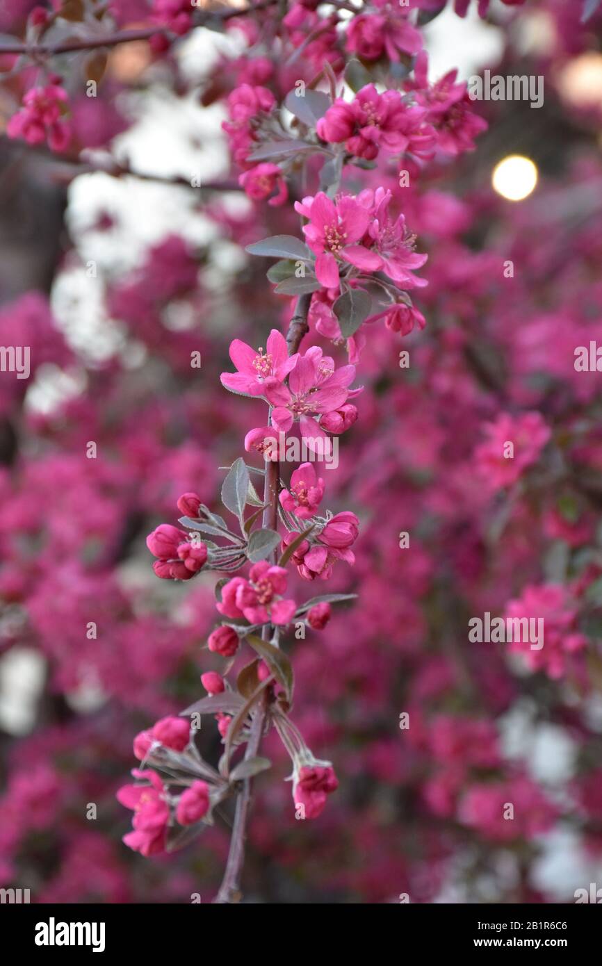Pink tiny flowers hi-res stock photography and images - Alamy