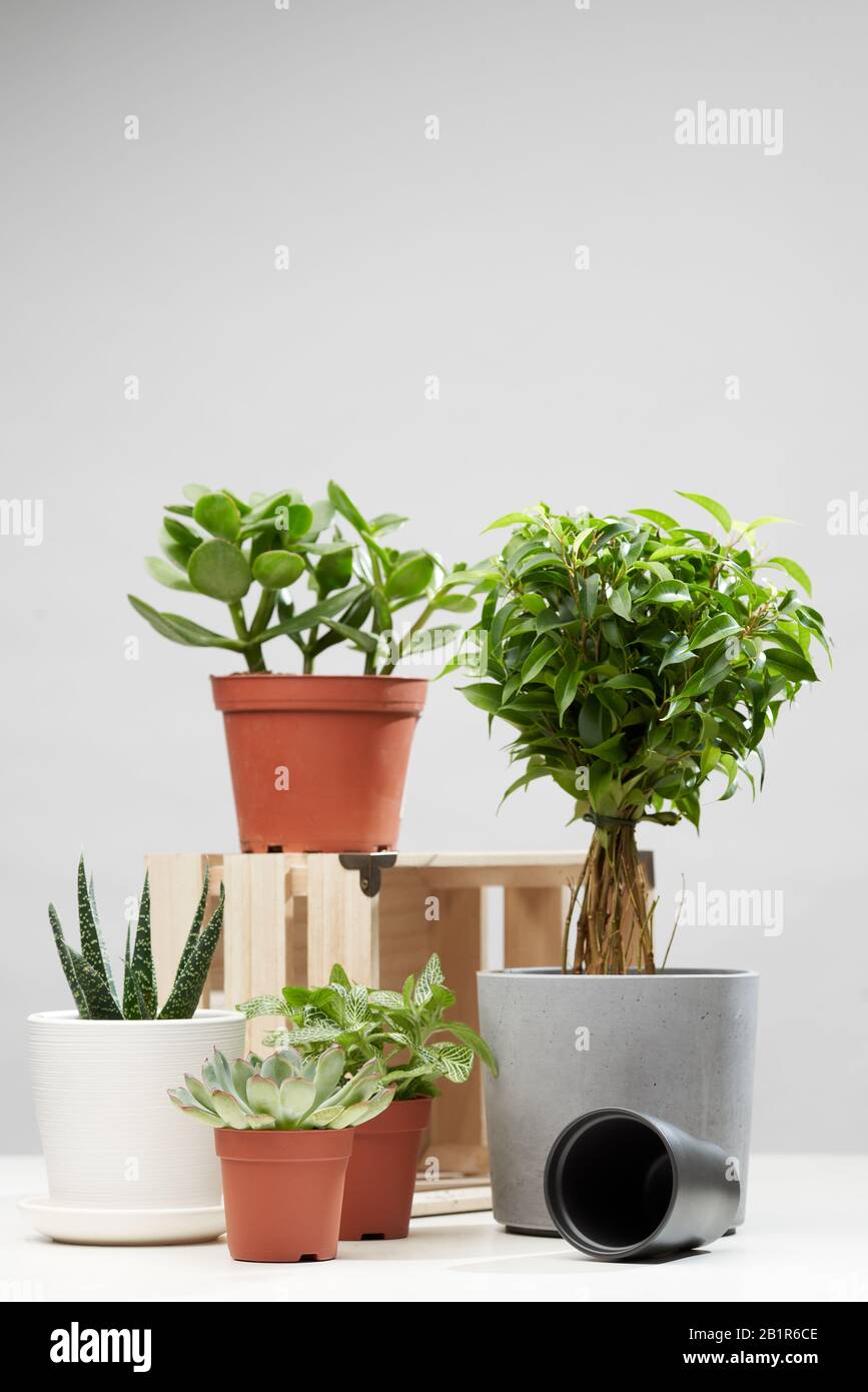 Indoor flowers, cacti in pots on empty isolated gray background in ...