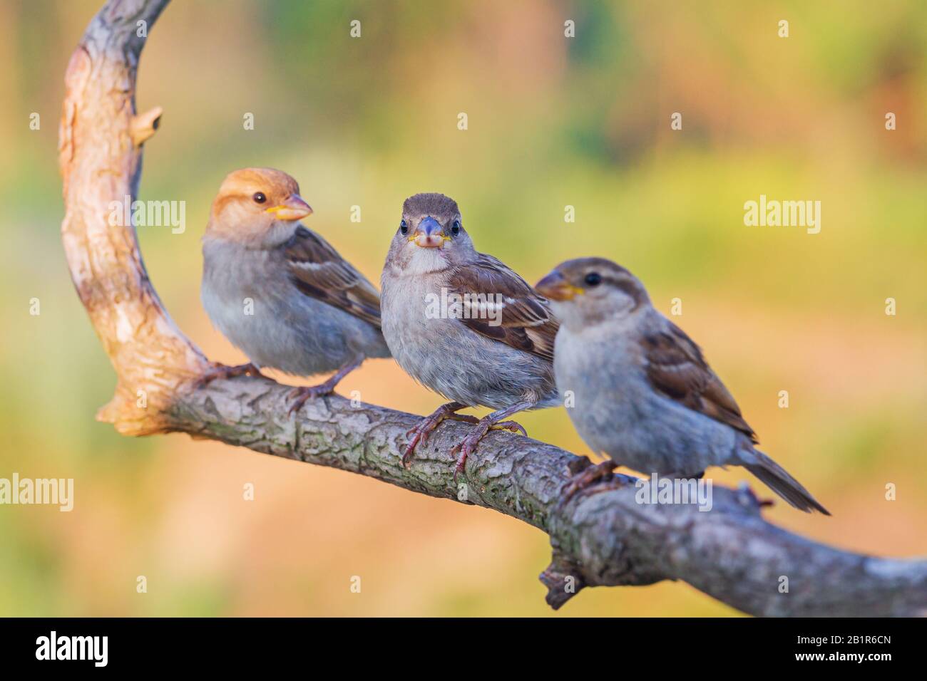 sparrows sit side by side in a line Stock Photo - Alamy