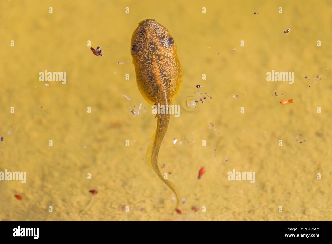 Tadpole Legs High Resolution Stock Photography and Images - Alamy