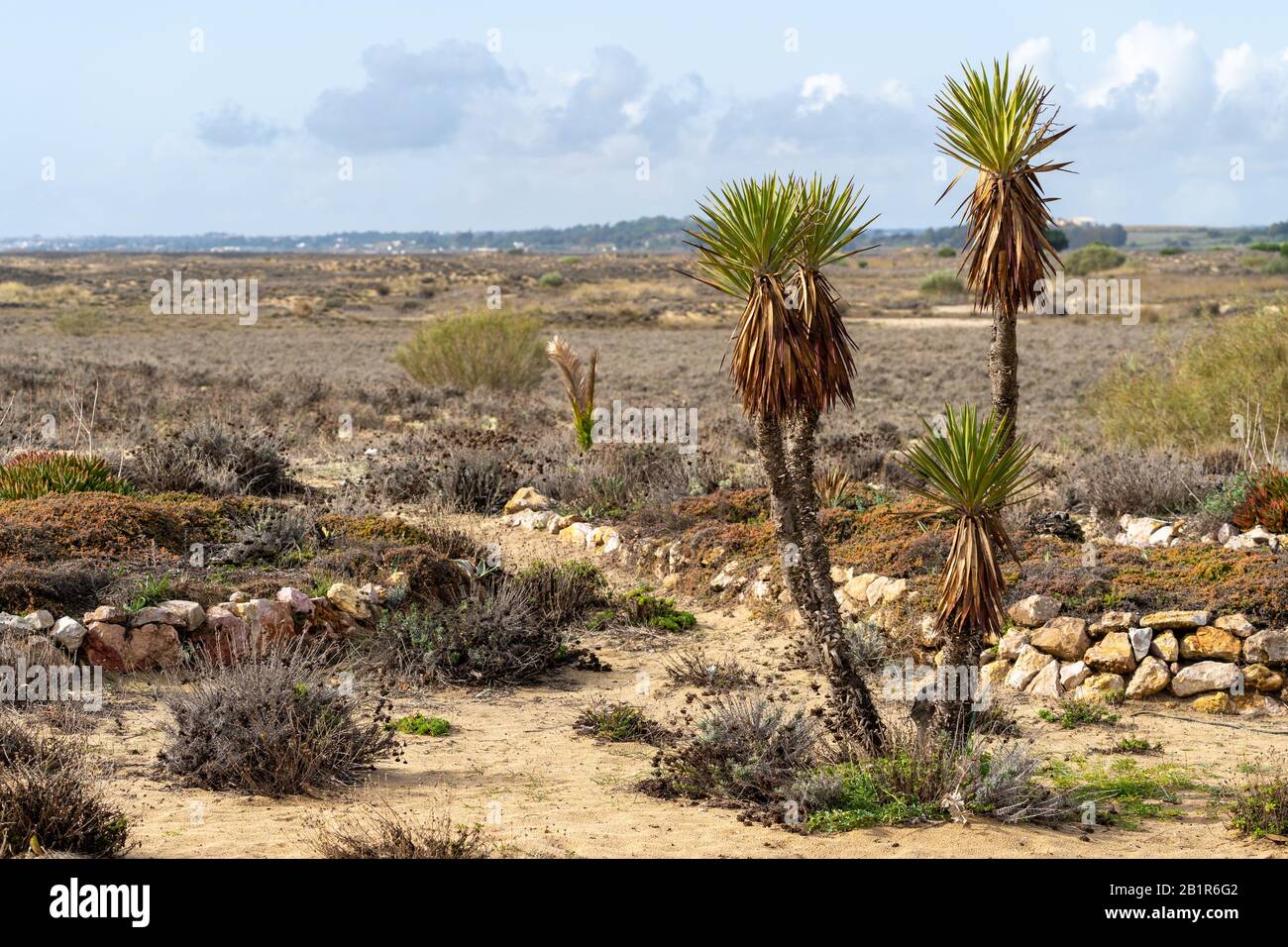 Giant Spanish Dagger, a species of the yucca plant, grows in Tavira ...