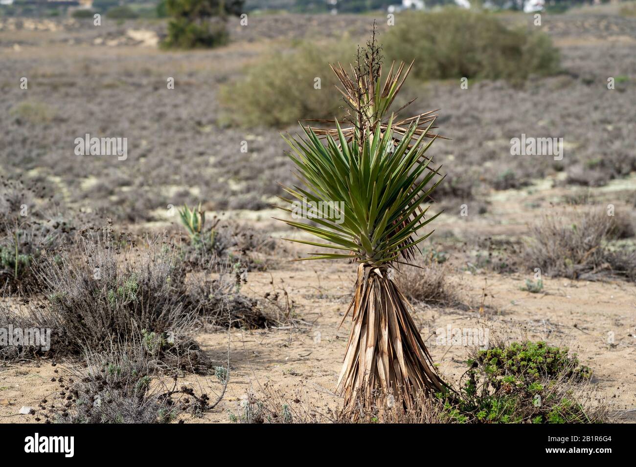 Giant Spanish Dagger, a species of the yucca plant, grows in Tavira ...