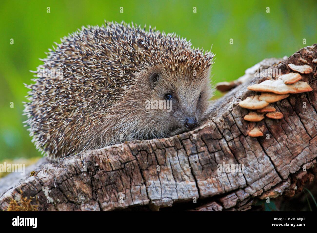 Western hedgehog, European hedgehog (Erinaceus europaeus), on deadwood ...