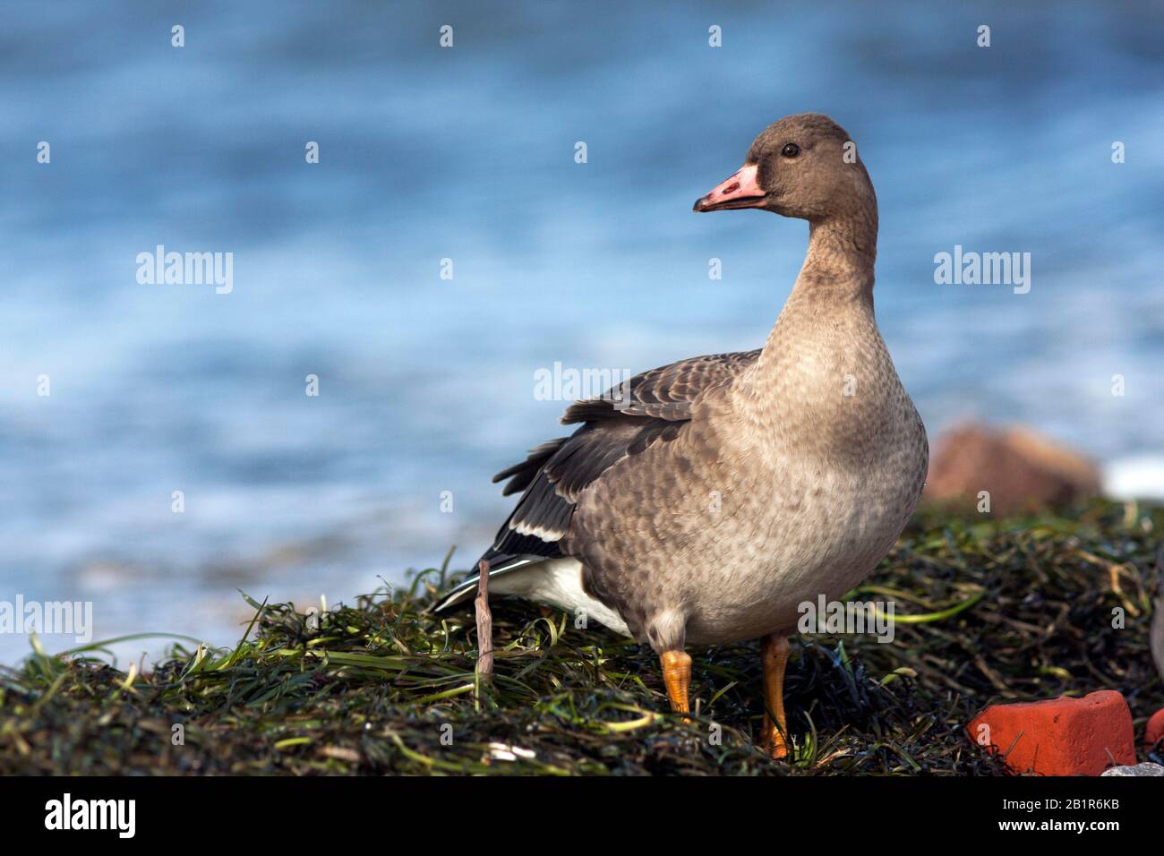 white-fronted goose (Anser albifrons), juvenile, Germany Stock Photo ...